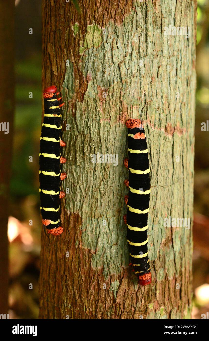 Tetrio sphinx (Pseudosphinx tetrio) is a moth native to America, from ...