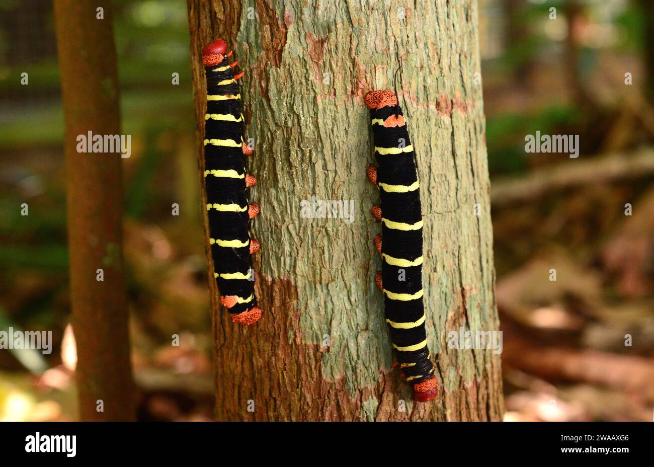 Tetrio sphinx (Pseudosphinx tetrio) is a moth native to America, from ...