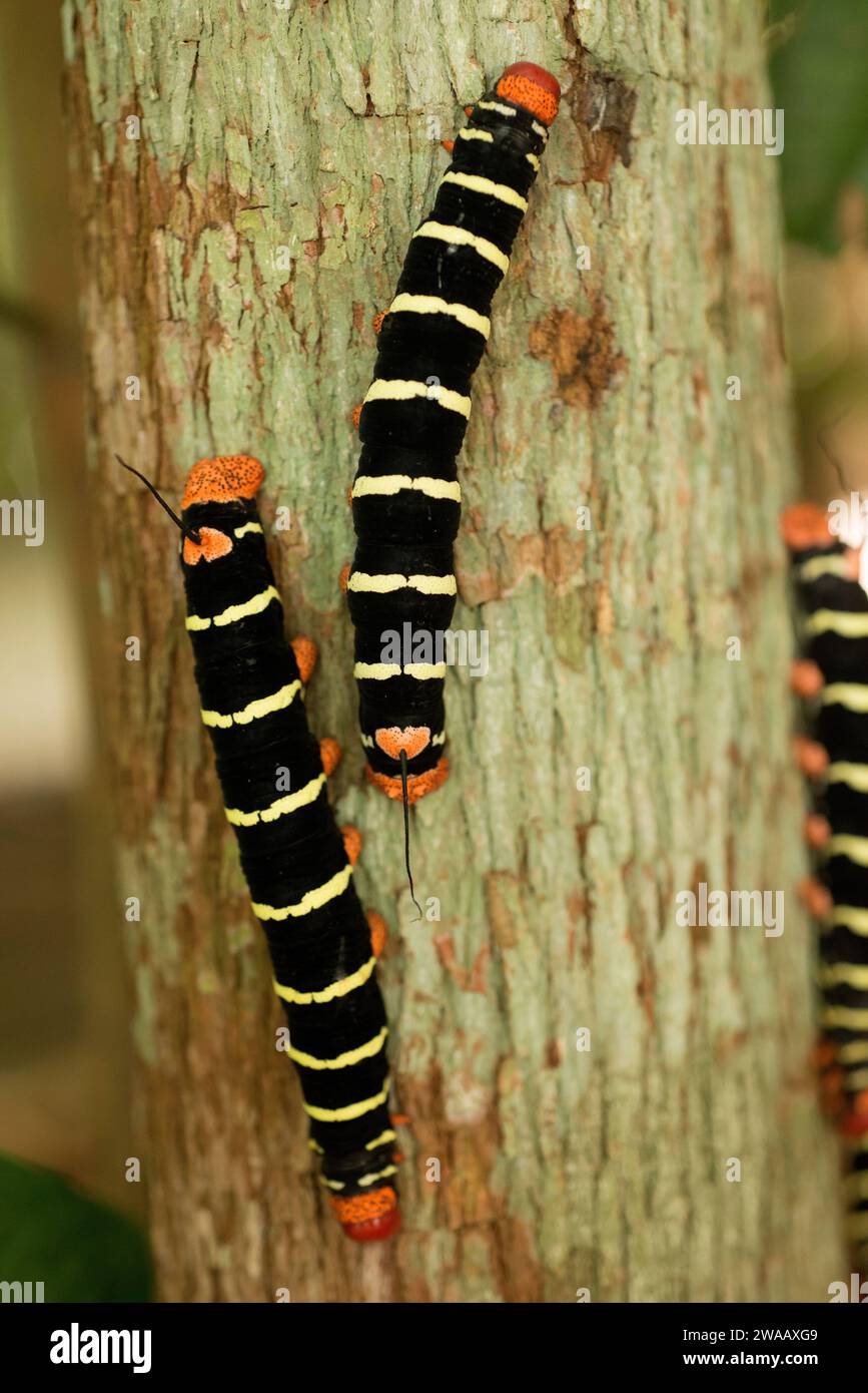 Tetrio sphinx (Pseudosphinx tetrio) is a moth native to America, from ...