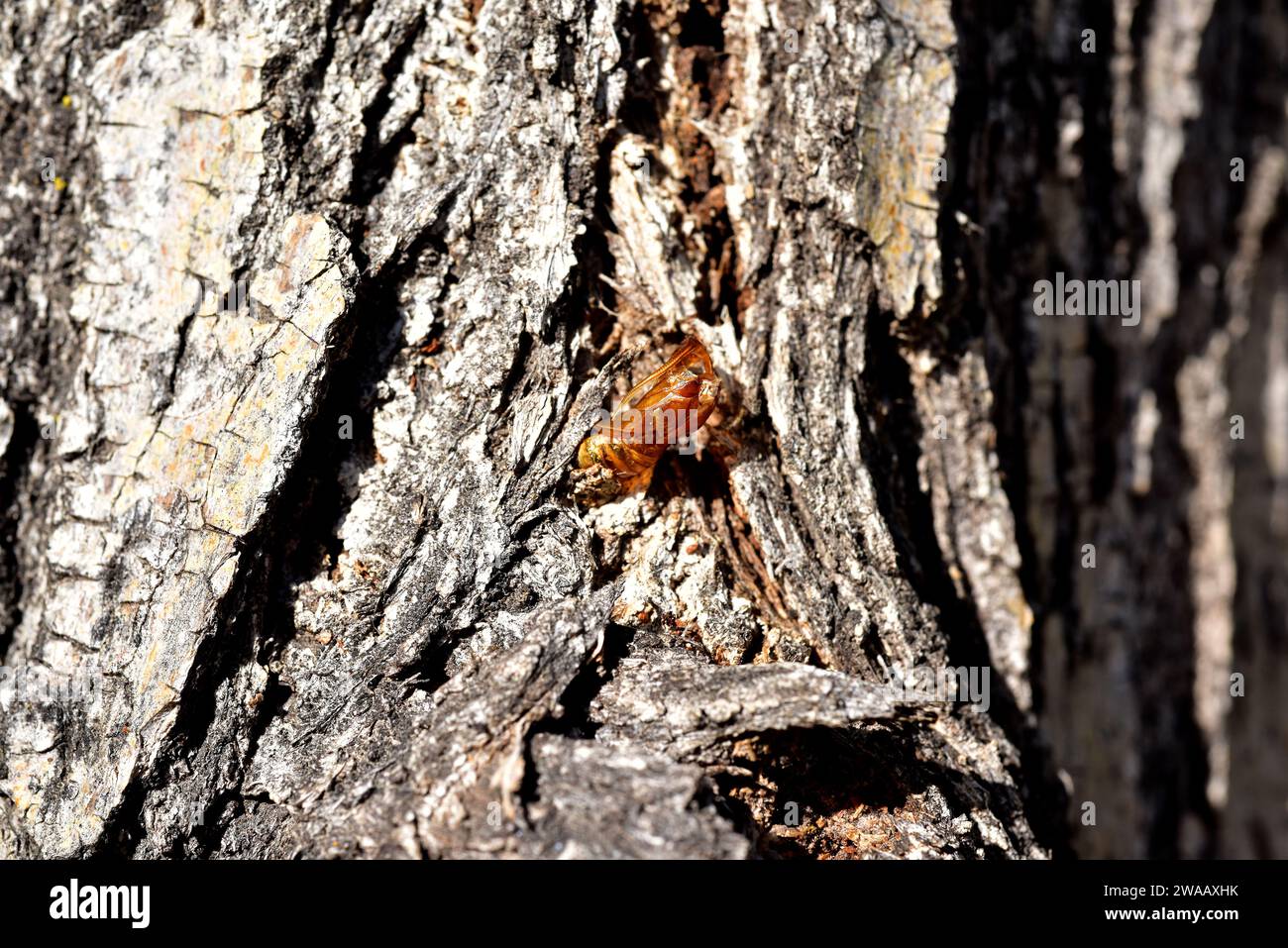 Hornet moth (Sesia apiformis) is a mimic moth native to Europe and ...