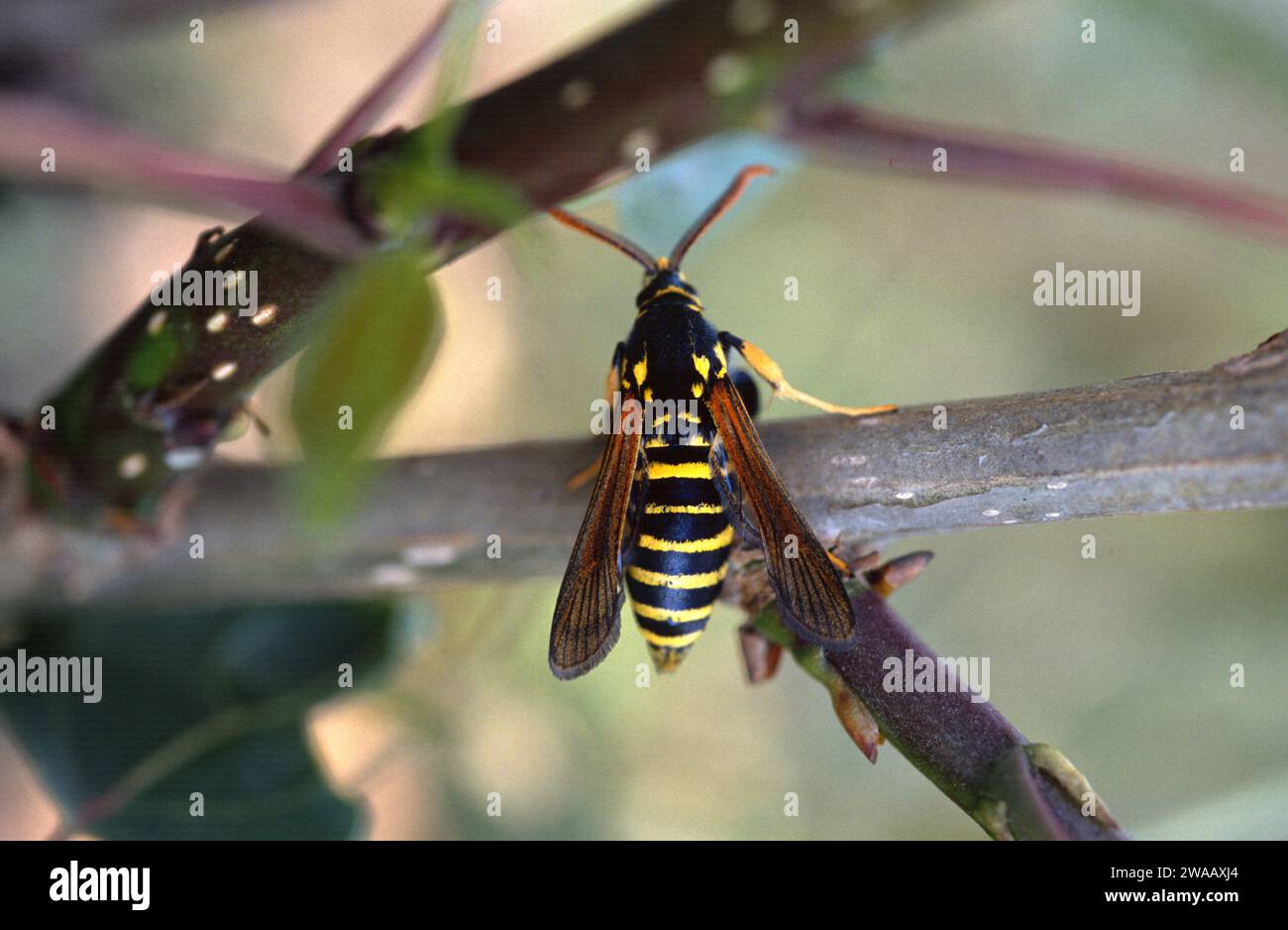 Hornet moth (Sesia apiformis) is a mimic moth native to Europe and ...