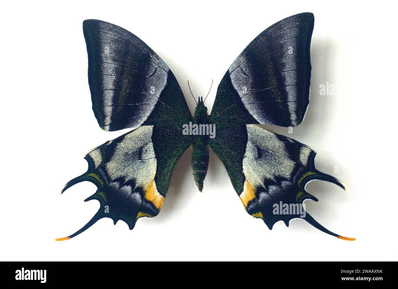 Kaiser-i-Hind (Teinopalpus imperialis) is a rare butterfly native to ...