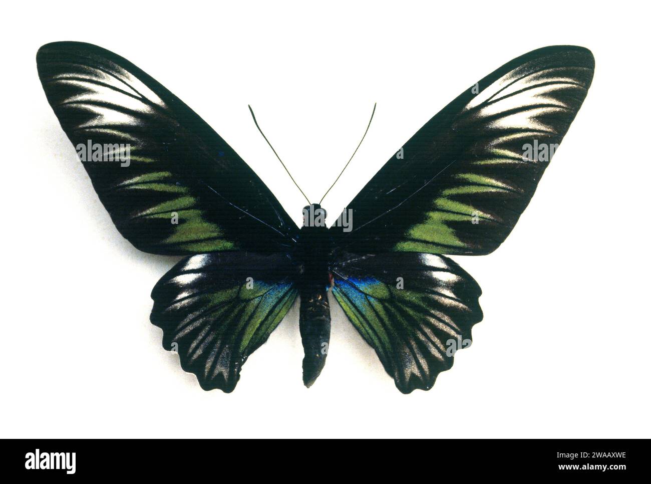 Rajah Brooke's birdwing (Trogonoptera brookiana) is a big butterfly ...