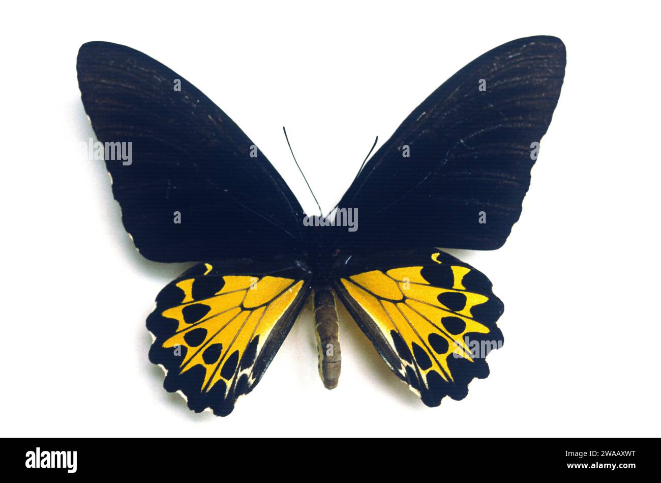 Common birdwing (Troides helena) is a butterfly native to southern Asia ...