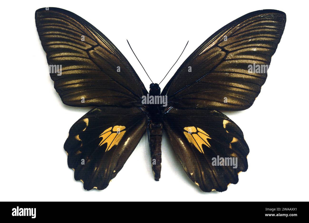 Oblong-spotted birdwing (Troides oblogomaculatus) is a butterfly native ...