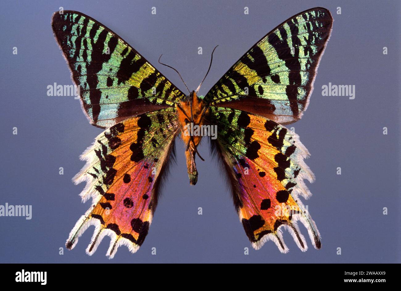 Madagascan sunset moth (Chrysiridia ripheus or Urania ripheus) is a ...