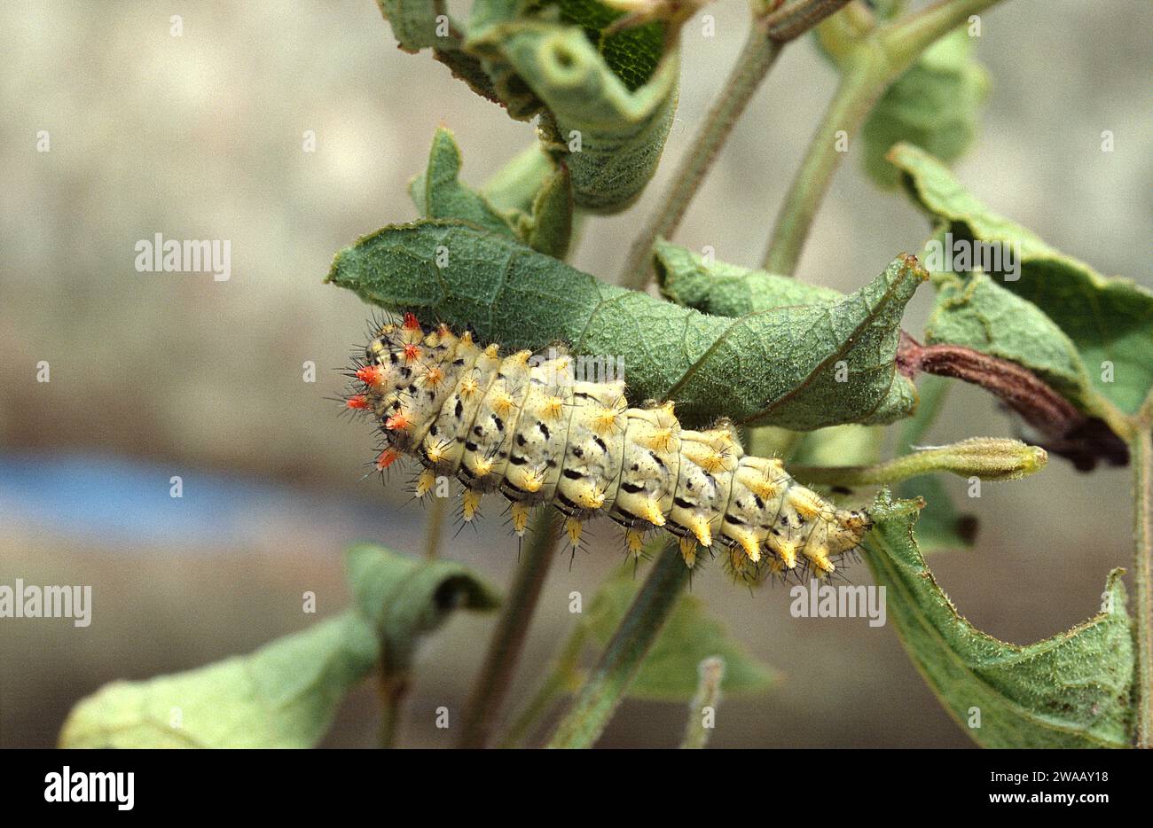 Spanish festoon (Zerynthia rumina) is a butterfly native to western ...