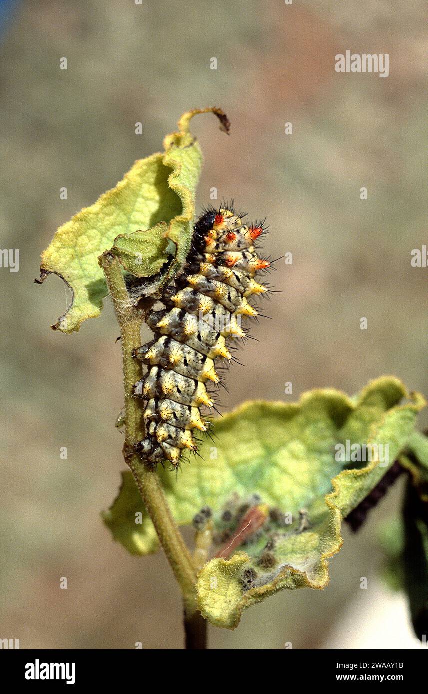 Spanish festoon (Zerynthia rumina) is a butterfly native to western ...