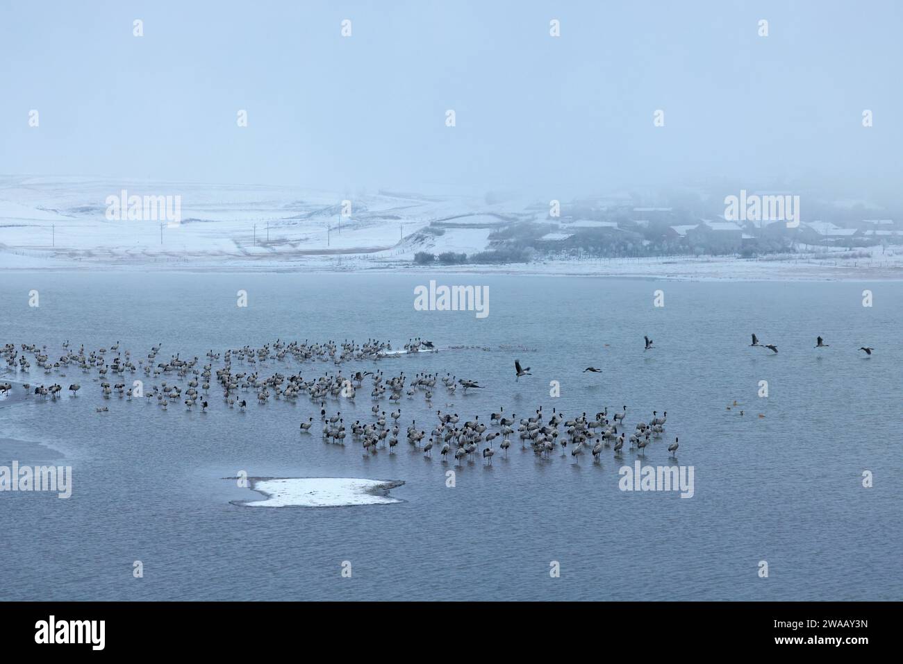 Kunming. 3rd Jan, 2024. This photo taken on Jan. 3, 2024 shows black ...