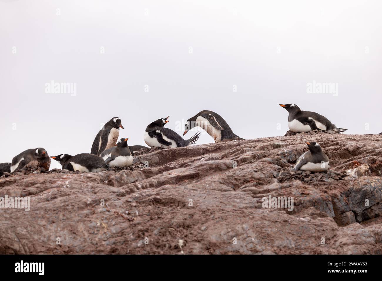 Defending nature hi-res stock photography and images - Alamy