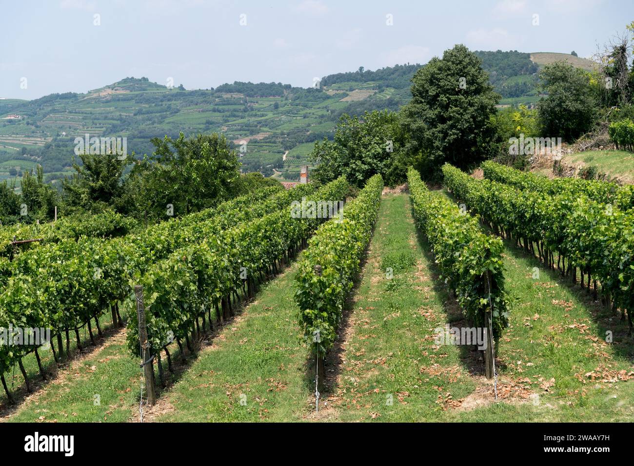 Wineyard of Soave wine in Soave, Province of Verona, Veneto, Italy ...