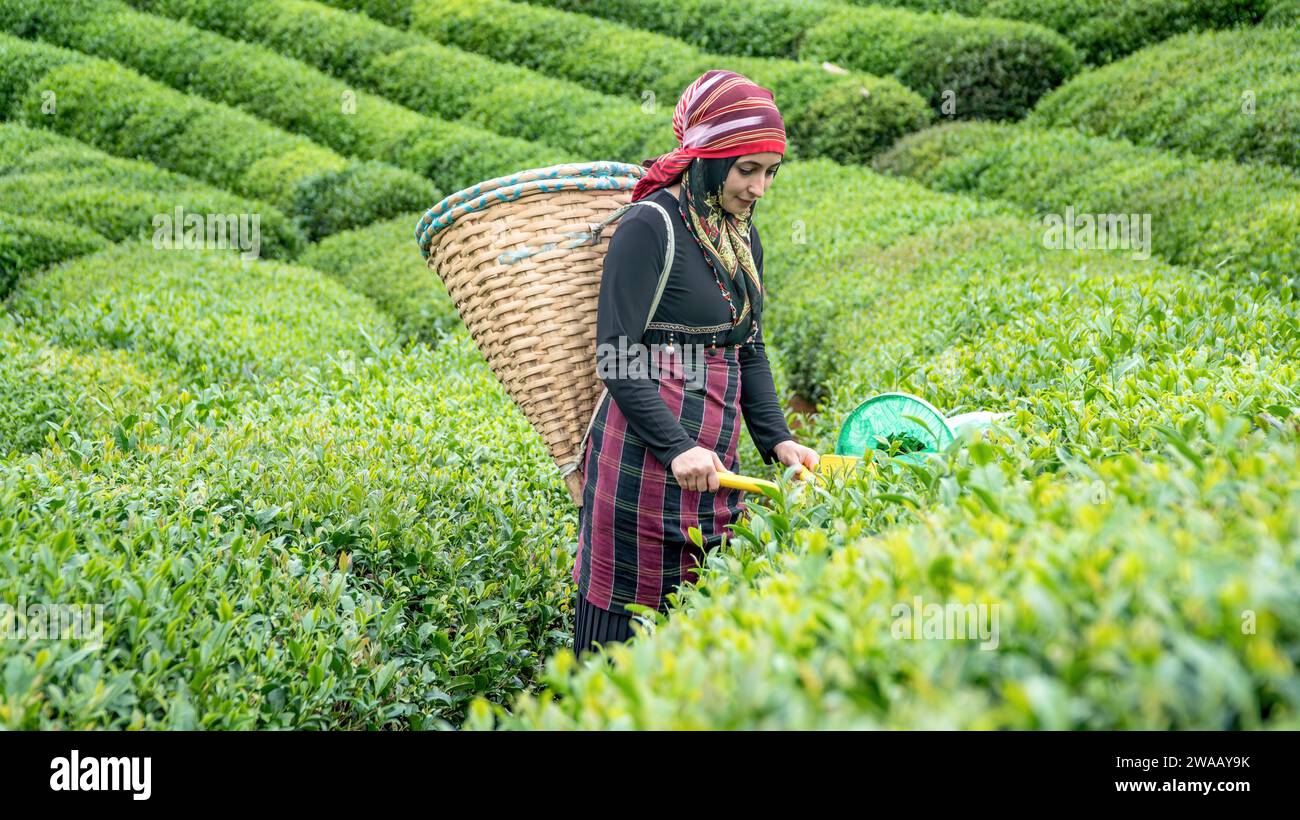 Rize, Turkey - 24 October 2023: Tea picker young girl amongst the tea ...