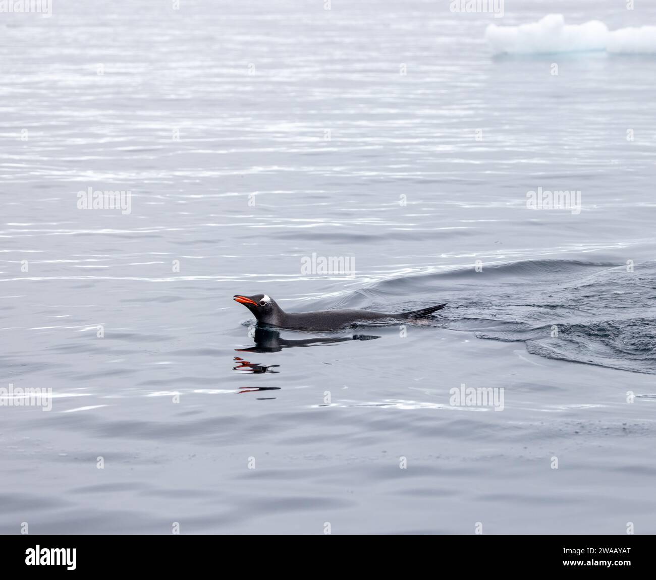 Gentoo penguin in the water hi-res stock photography and images - Alamy