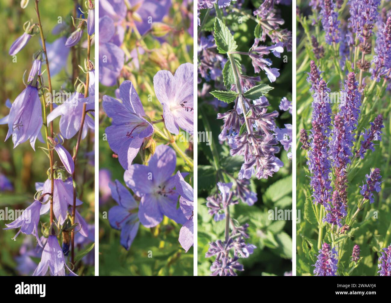 Collage with photos of beautiful lilac summer flowers Stock Photo - Alamy
