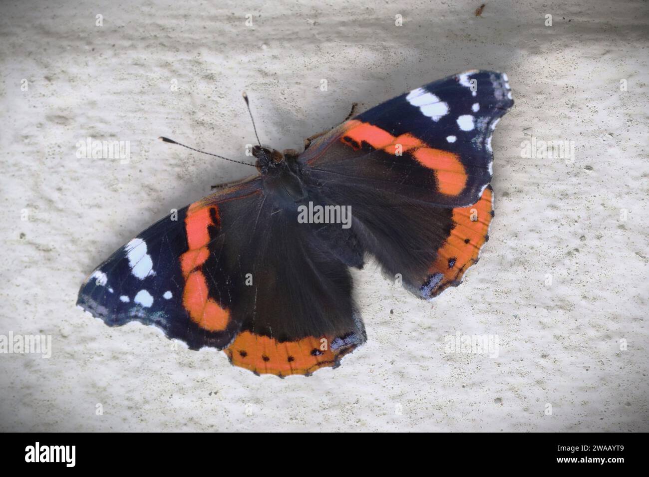 Red admirable admiral butterfly hi-res stock photography and images - Alamy