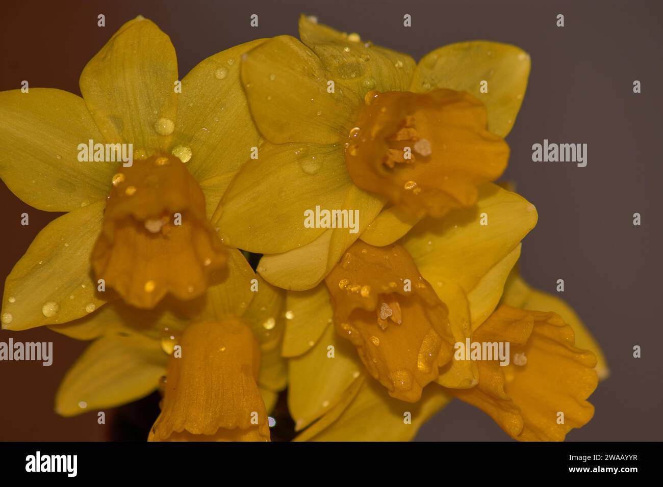 Spectacular bouquet hi-res stock photography and images - Alamy