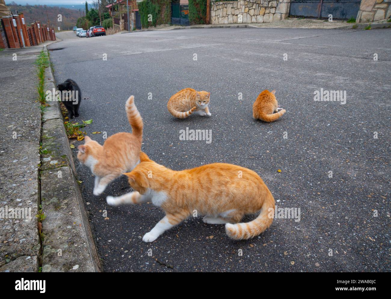 Mother cat hitting her kitten Stock Photo - Alamy