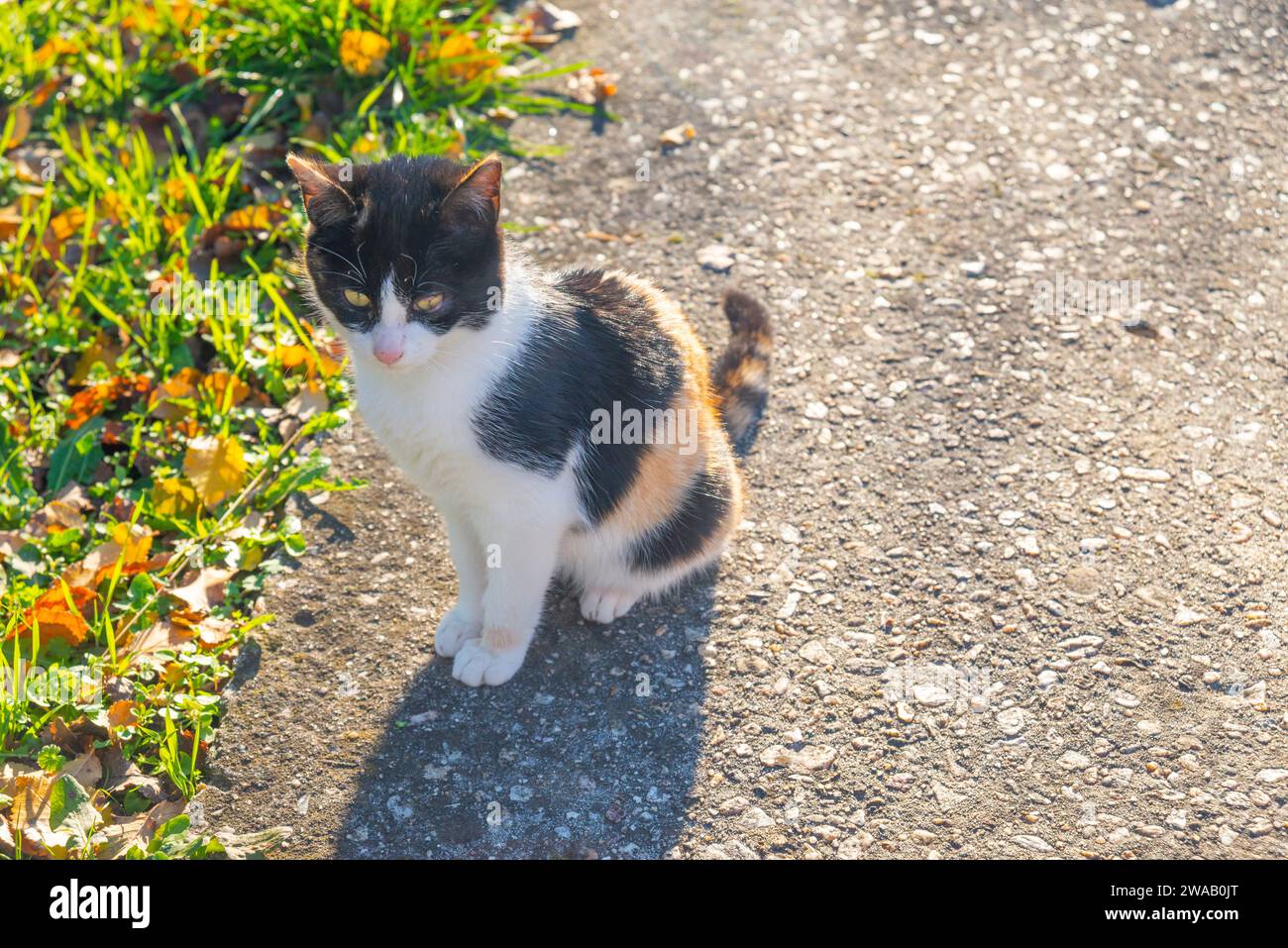 Hembra vertical hi-res stock photography and images - Alamy