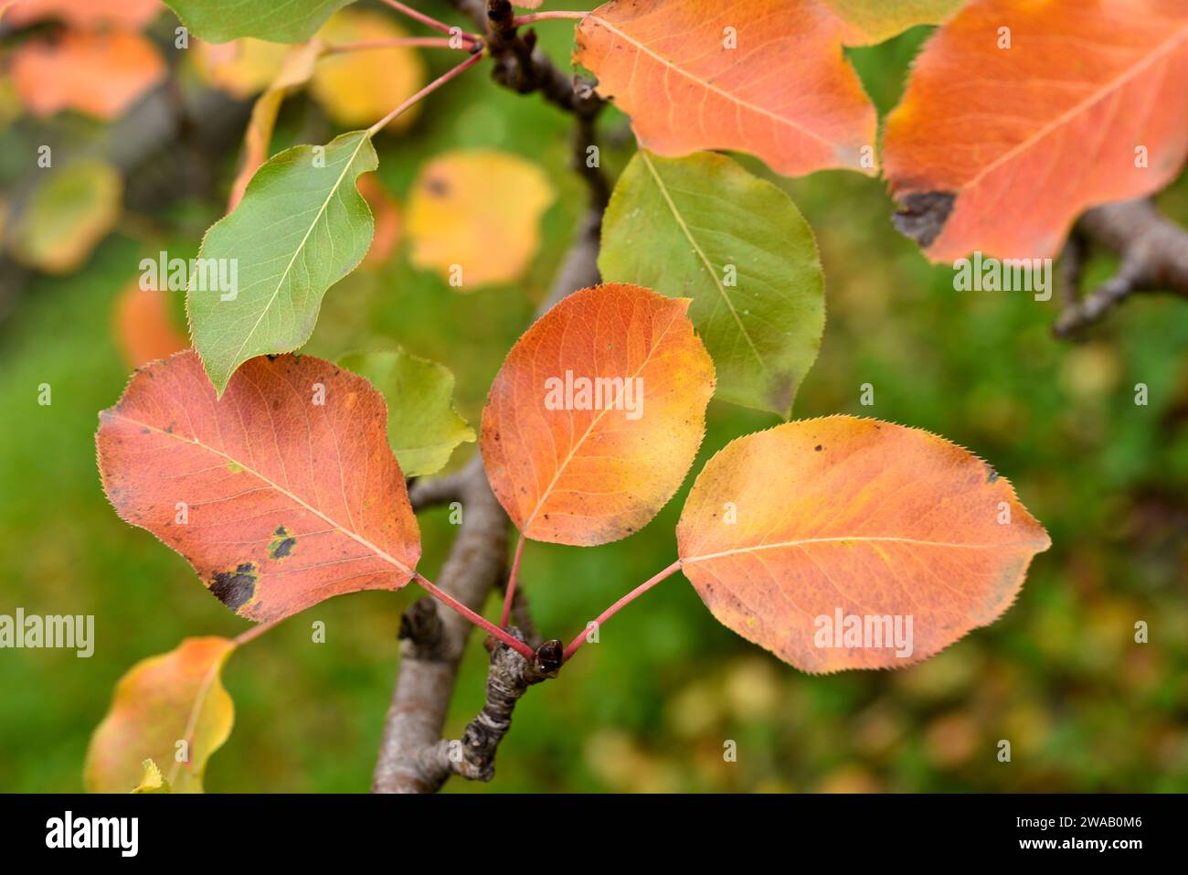 Colorful autumn leaves of an apple tree in the garden. Beautiful red ...
