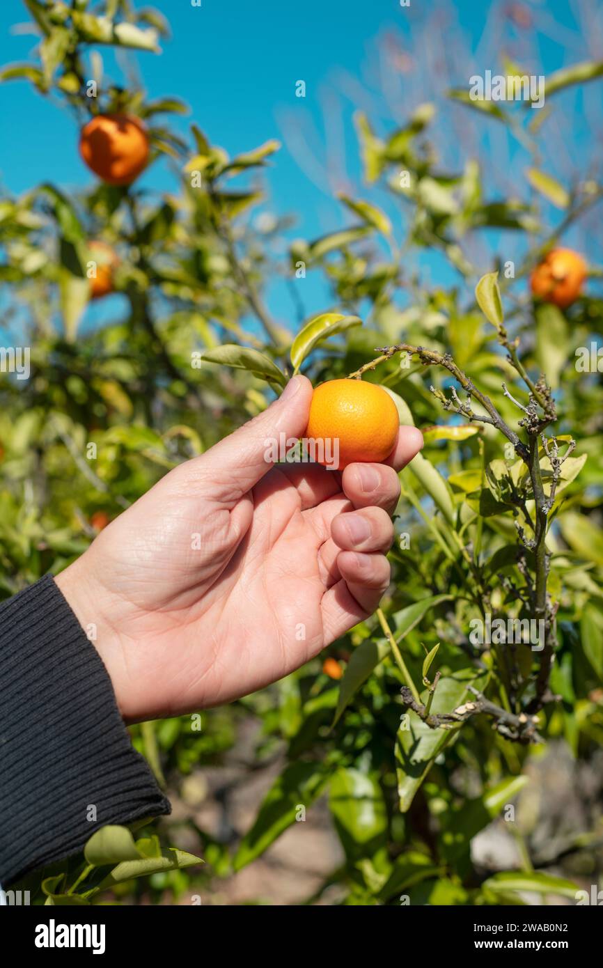 closeup of a man collecting some mandarin oranges from the tree, in an ...