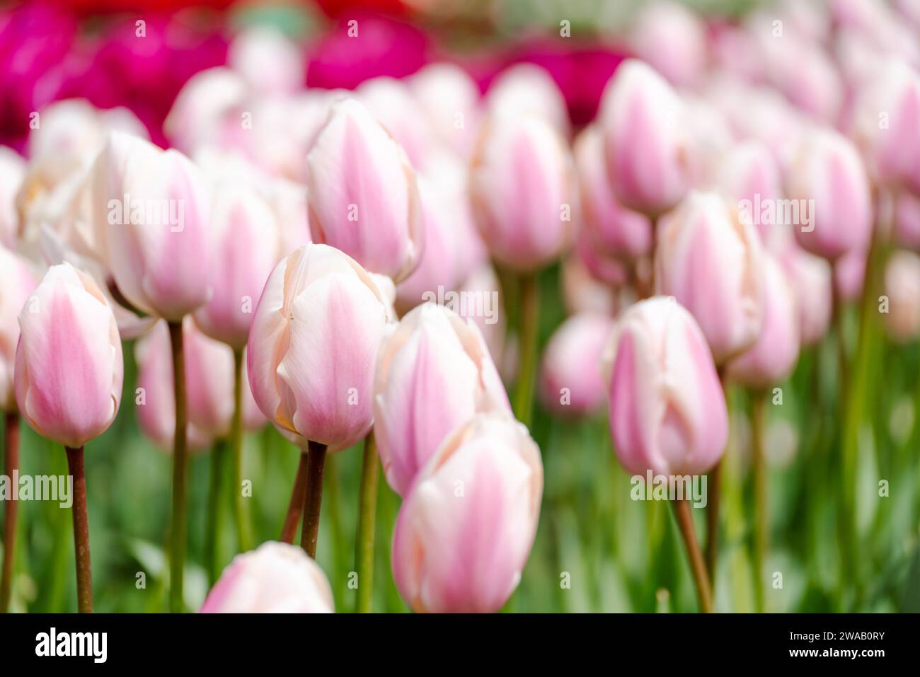 Tulip field. Pink tulips with white stripe close-up. Growing flowers in ...