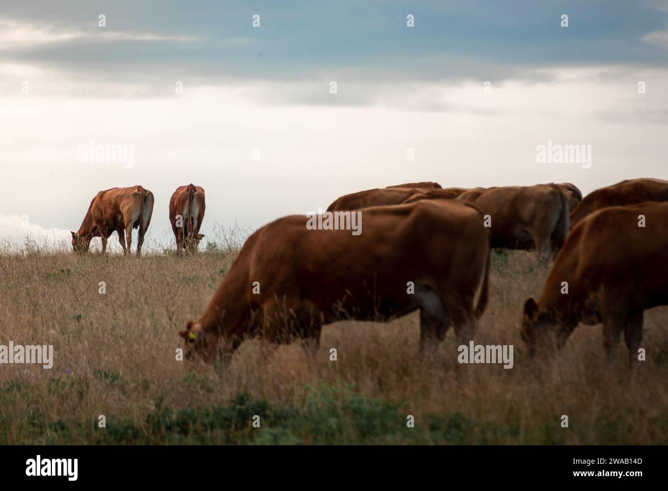 This photo was taken in the morning at a Slovak animal farm. It shows ...
