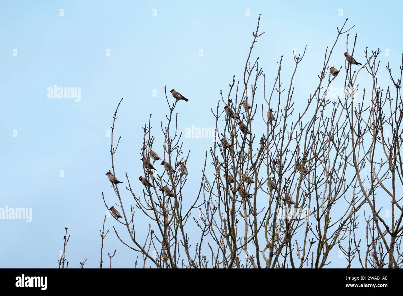 Bird with a quiff hair style hi-res stock photography and images - Alamy