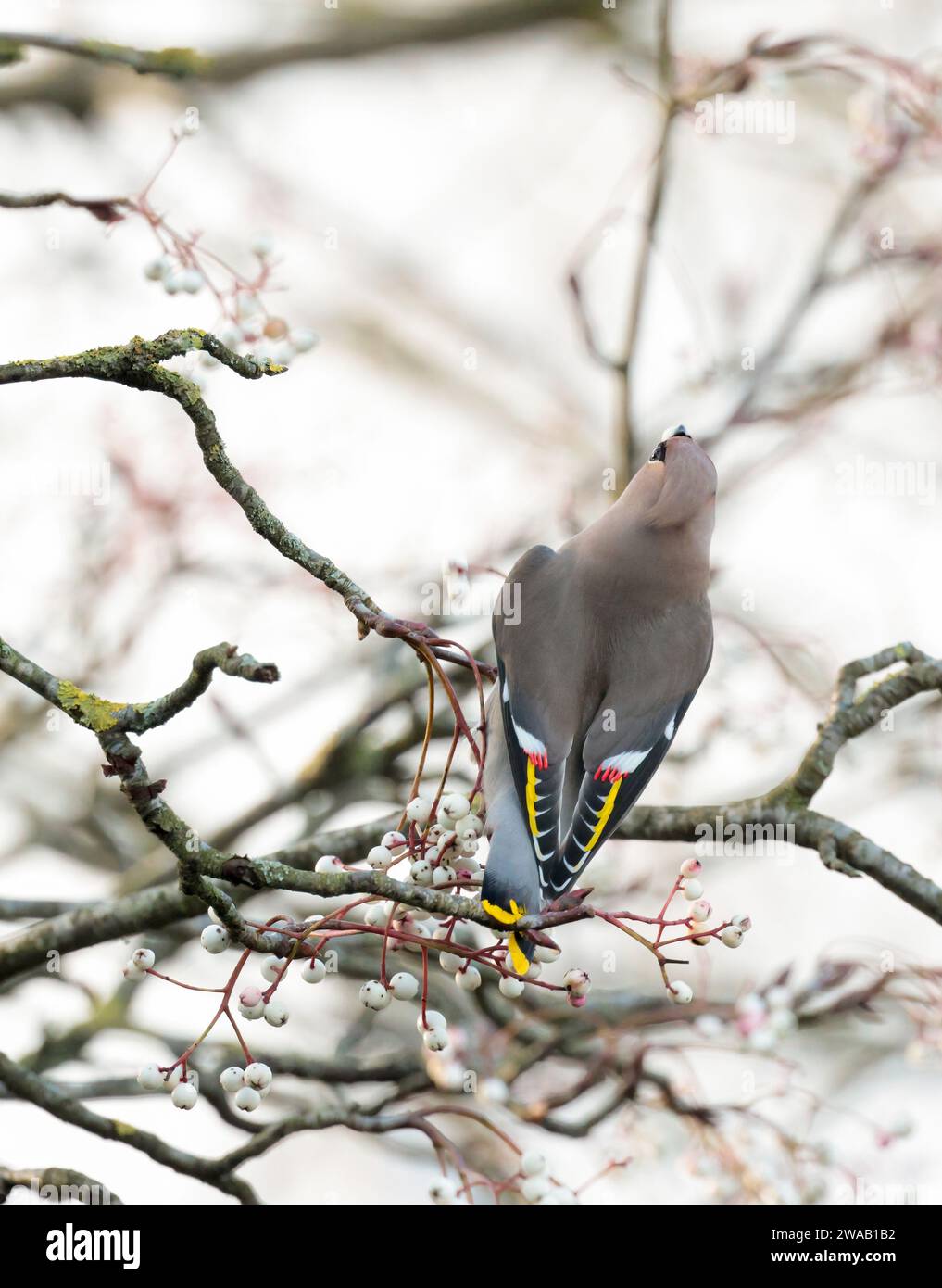 Prominent black markings hi-res stock photography and images - Alamy