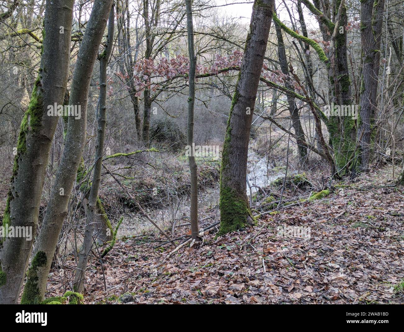 Sump tree hi-res stock photography and images - Alamy