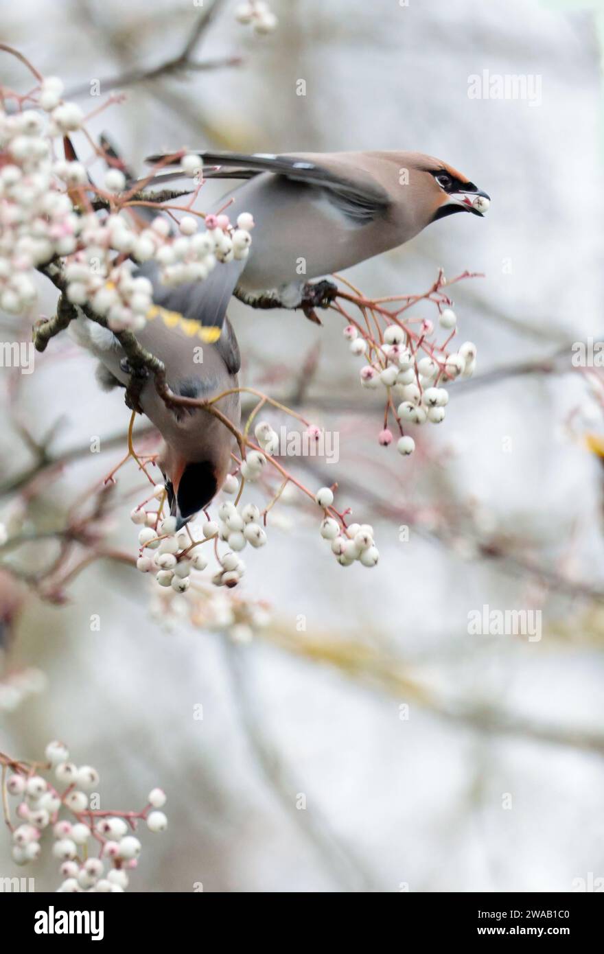 Bird with a quiff hair style hi-res stock photography and images - Alamy