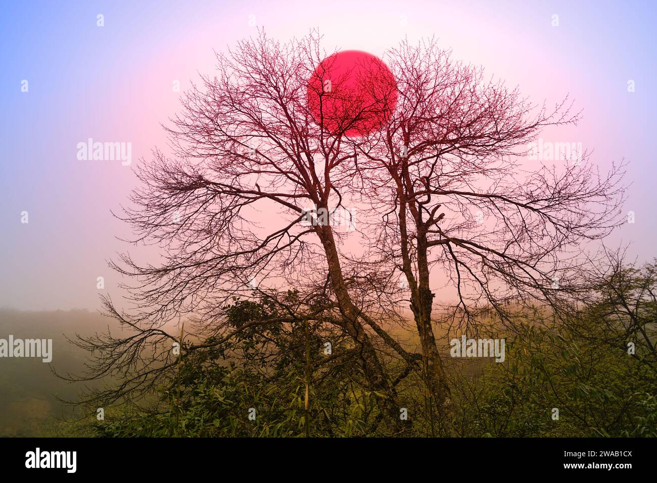 The flaming red sunset is behind the tree tops. Jinfo Mountain karst ...