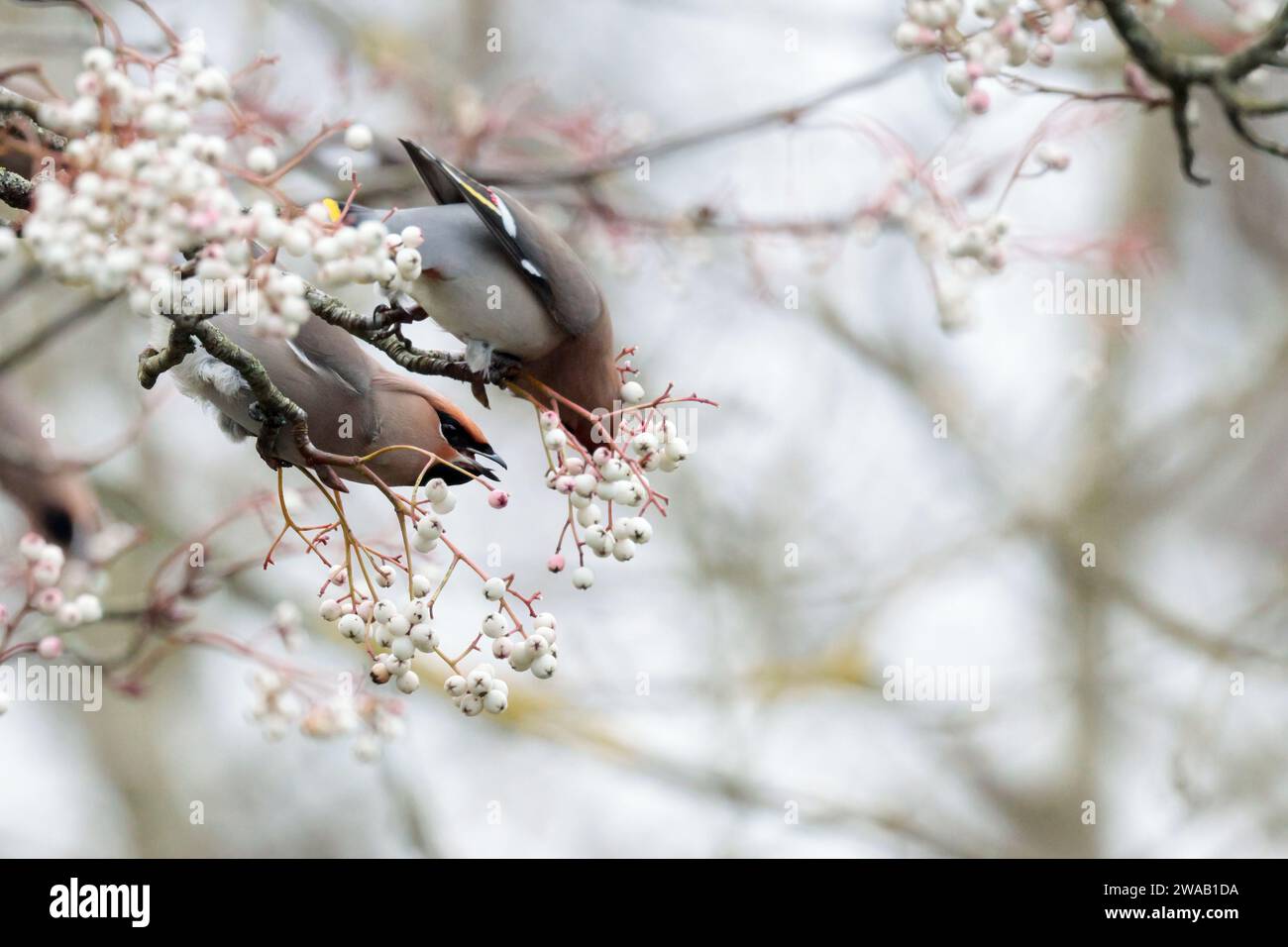 Bird with a quiff hair style hi-res stock photography and images - Alamy