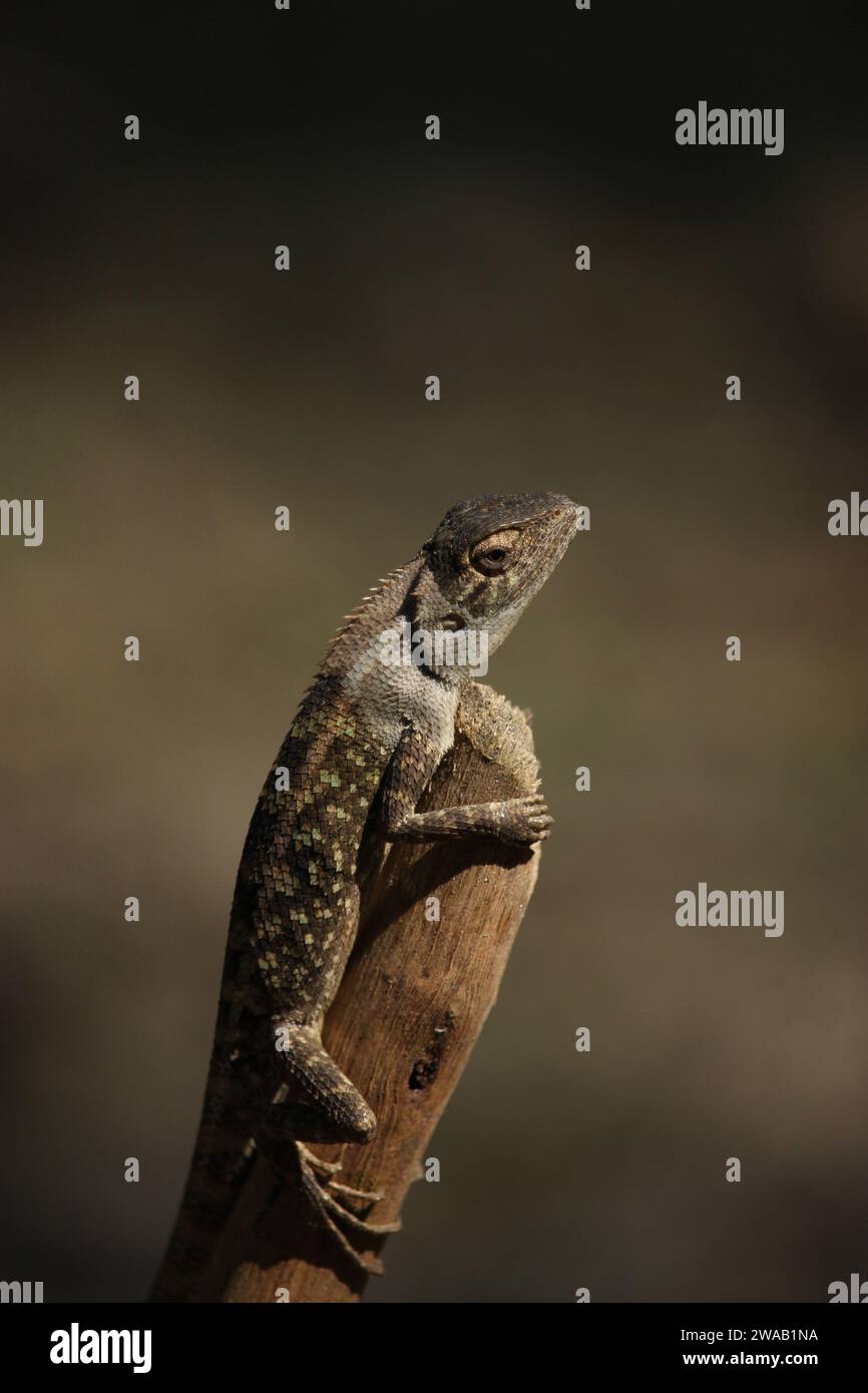 best photographs for wallpaper Stock Photo - Alamy