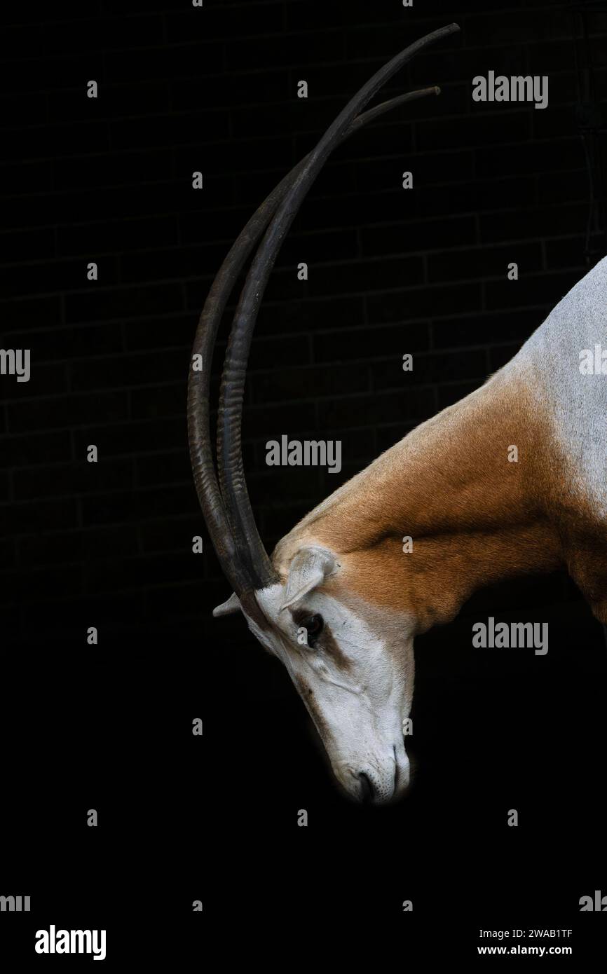 Scimitar-horned Oryx - Oryx dammah, beautiful long horned antelope form ...