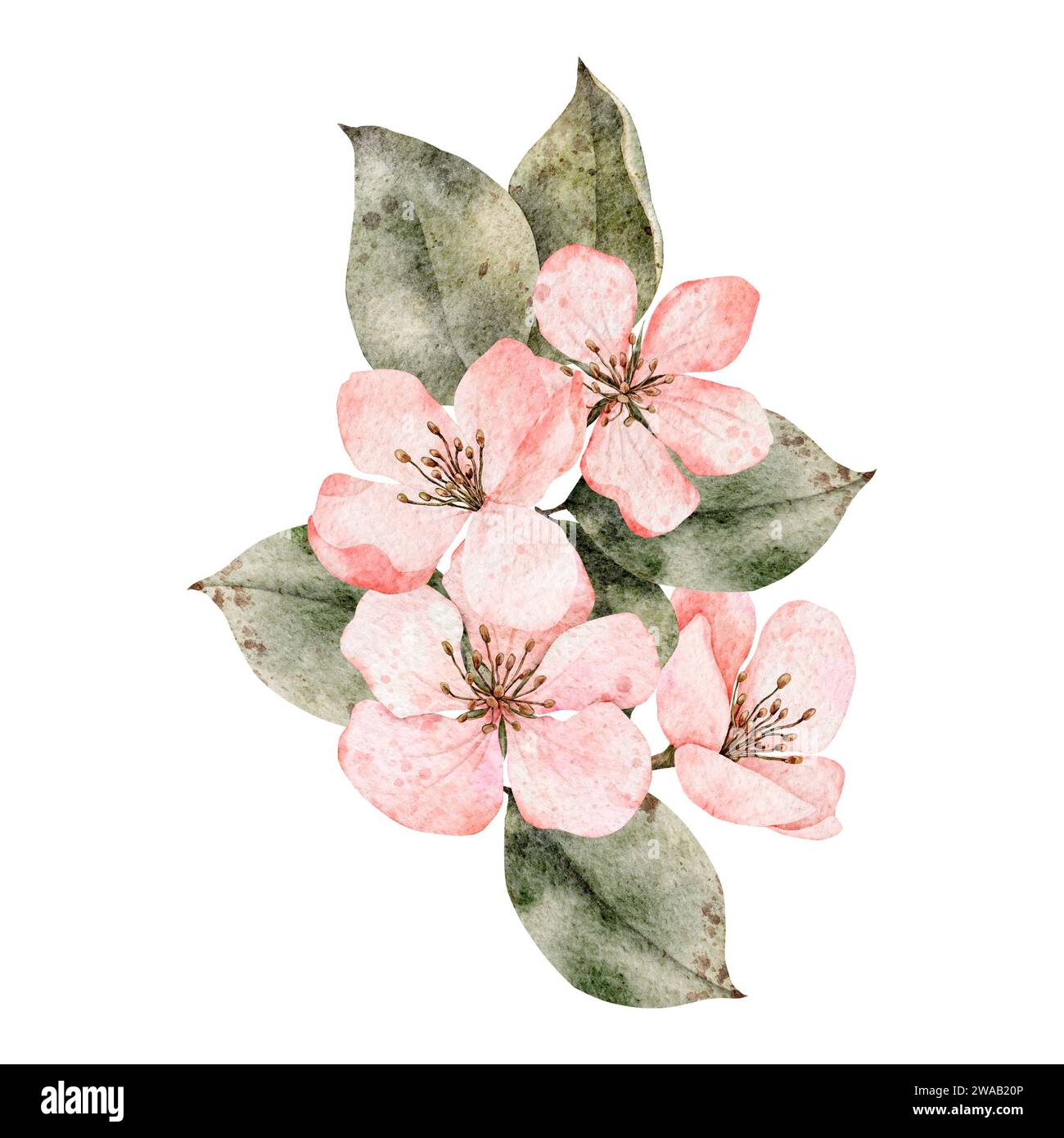 Bouquet of watercolor pink flowers. Cherry blossom, flowering sakura ...