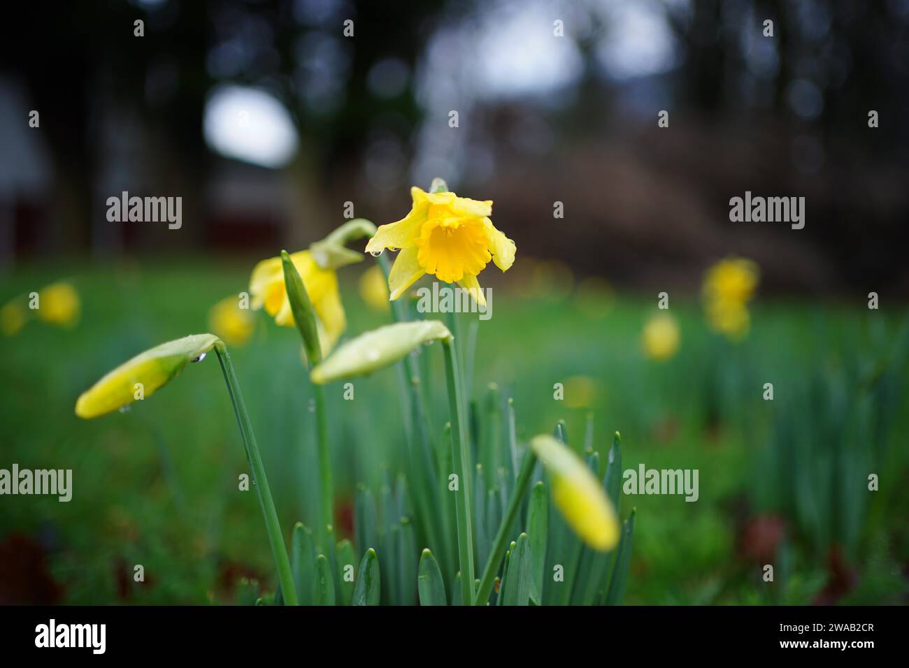 Daffodils in bloom in Woolton, Liverpool. Picture date: Wednesday ...