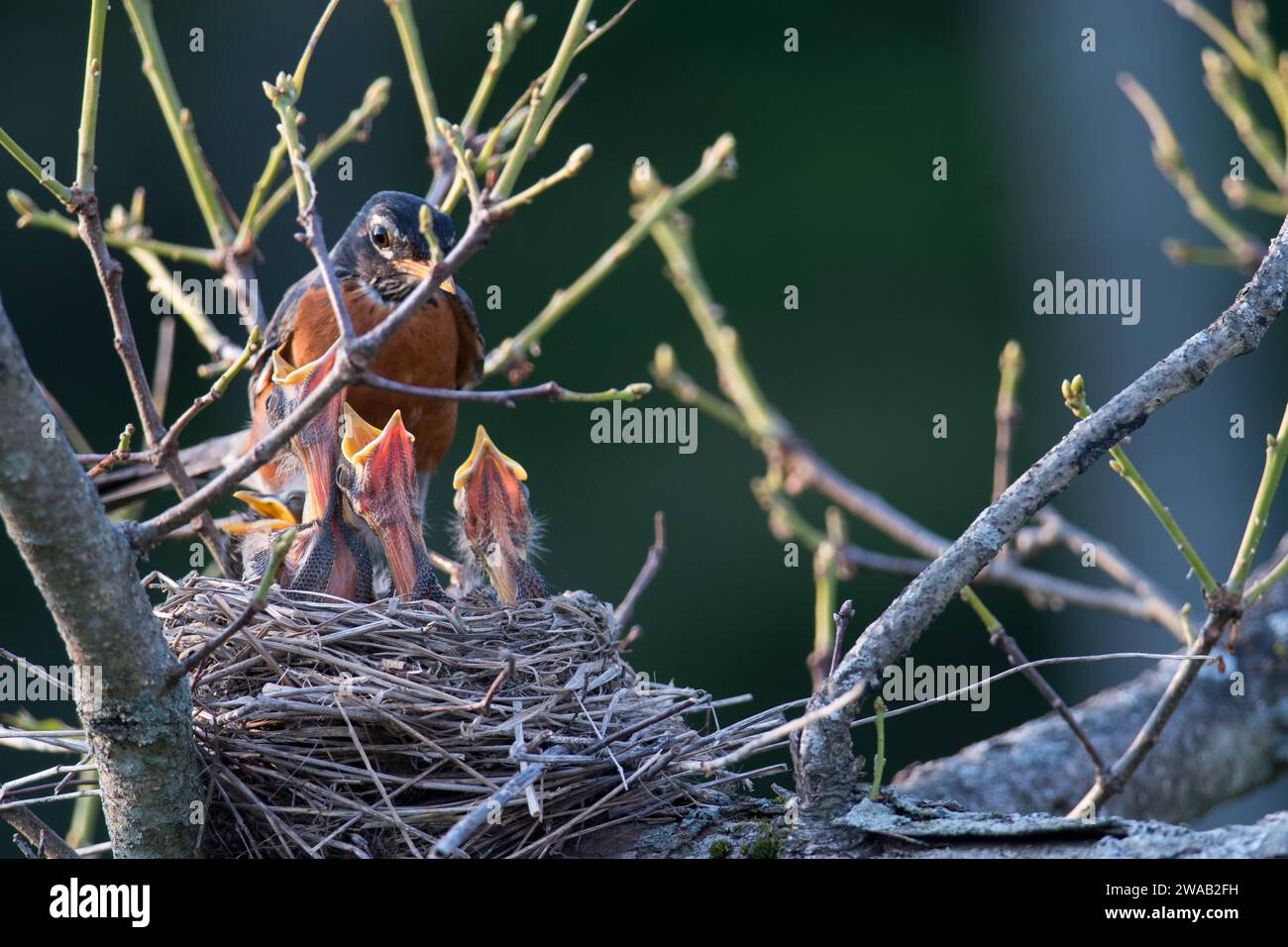 Adult American Robin at nest with hatchlings Stock Photo - Alamy