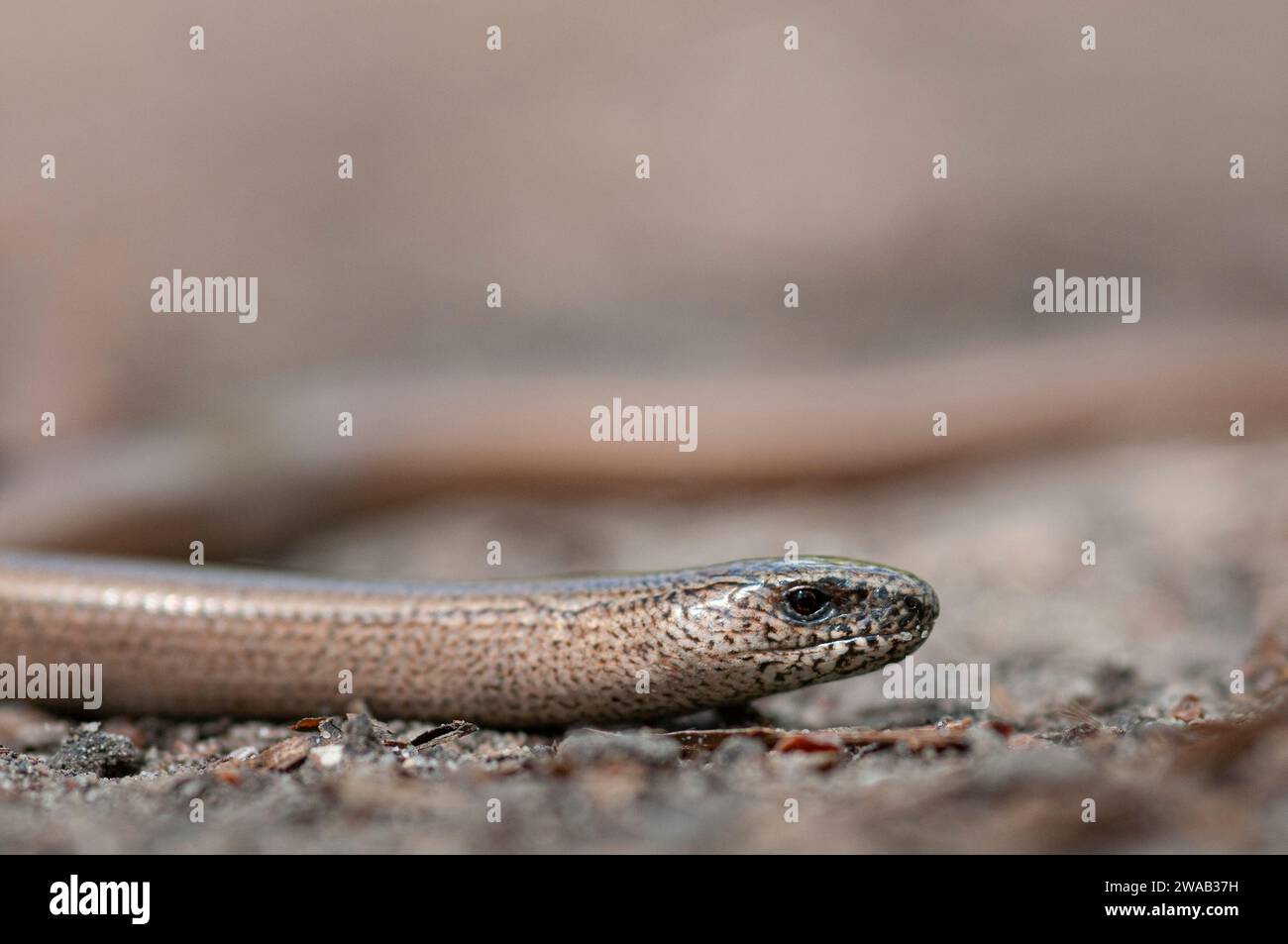 Moving eyelids hi-res stock photography and images - Alamy