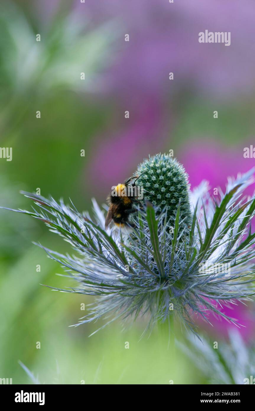 White-tailed Bumble bee Bombus lucorum, feeding on a Sea Holly flower ...