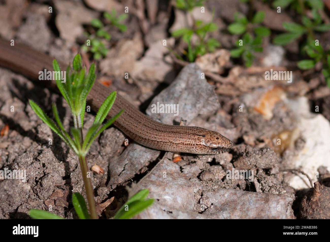 Slow Worm Anguis fragilis, top view, on path edge in woodland at ...
