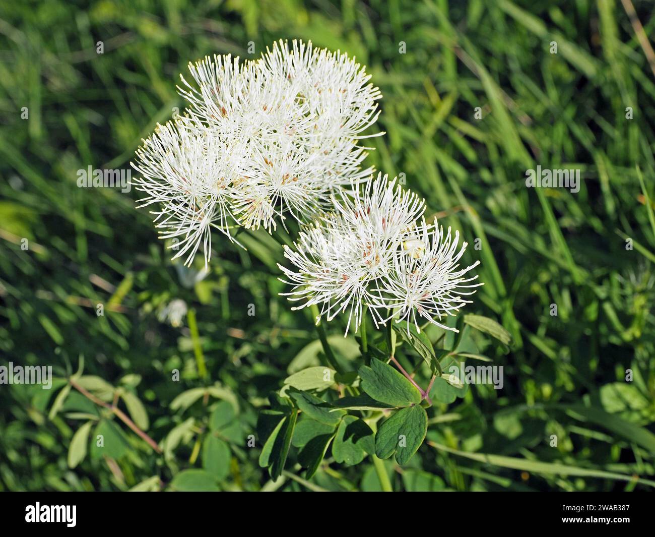 pure white lacy flowers of French Meadow-rue (Thalictrum ...