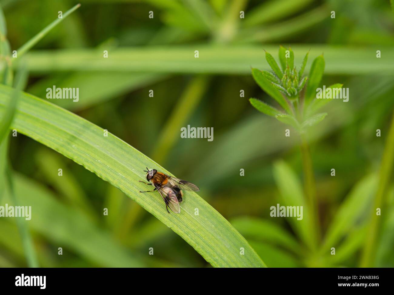 Hoverfly Leucozona lucorum, at rest on a blade of grass in an area ...