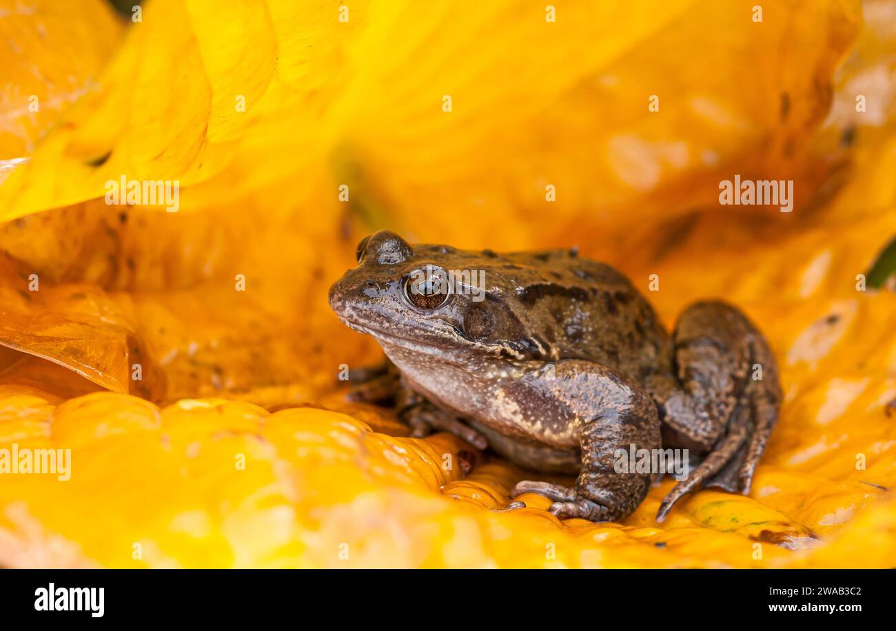 Common Frog Rana temporaria, in garden border next to a pond, sitting ...
