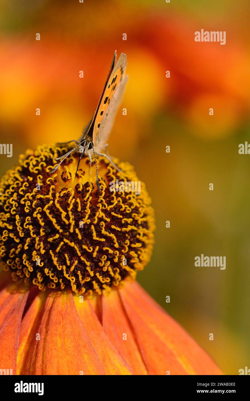 Small Copper butterfly Lycaena phlaeas, feeding on Helenium Sneezewort ...