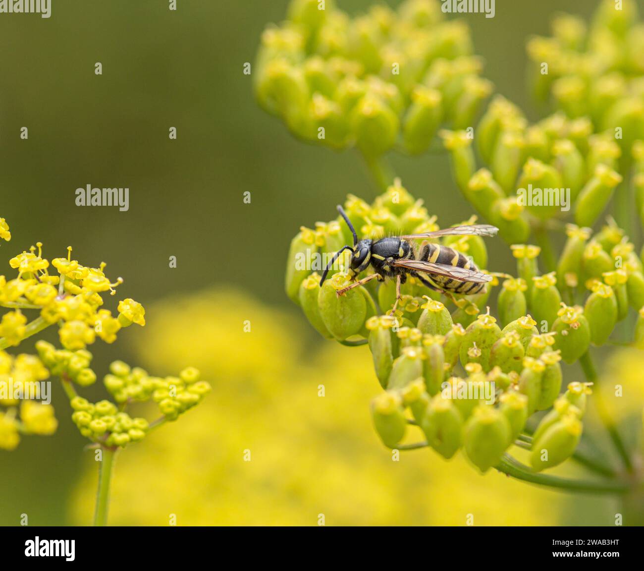 Clusters flat tiny flowers hi-res stock photography and images - Alamy