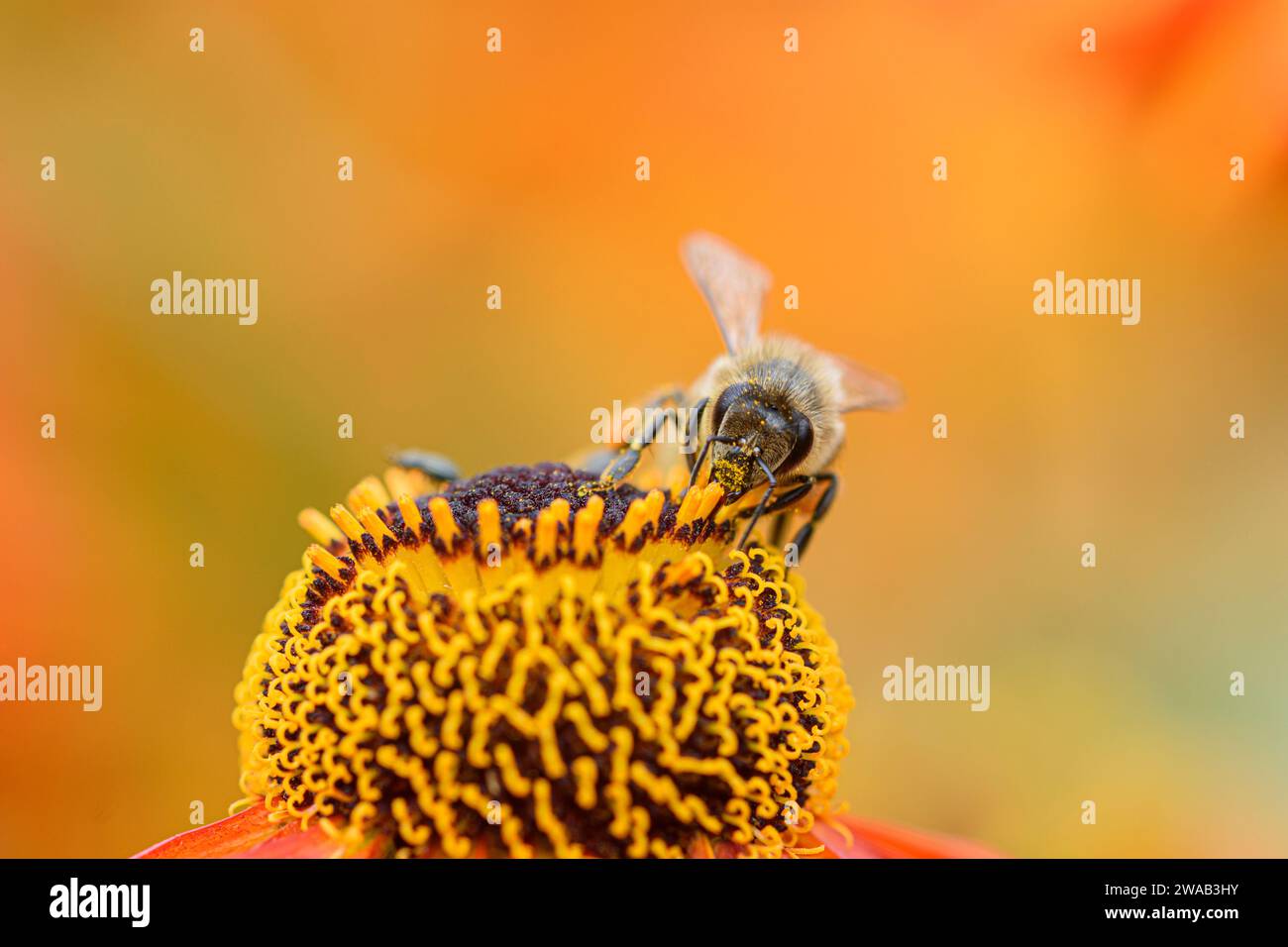 Honey Bee Apis mellifera, collecting pollen from a Helenium flower in a ...