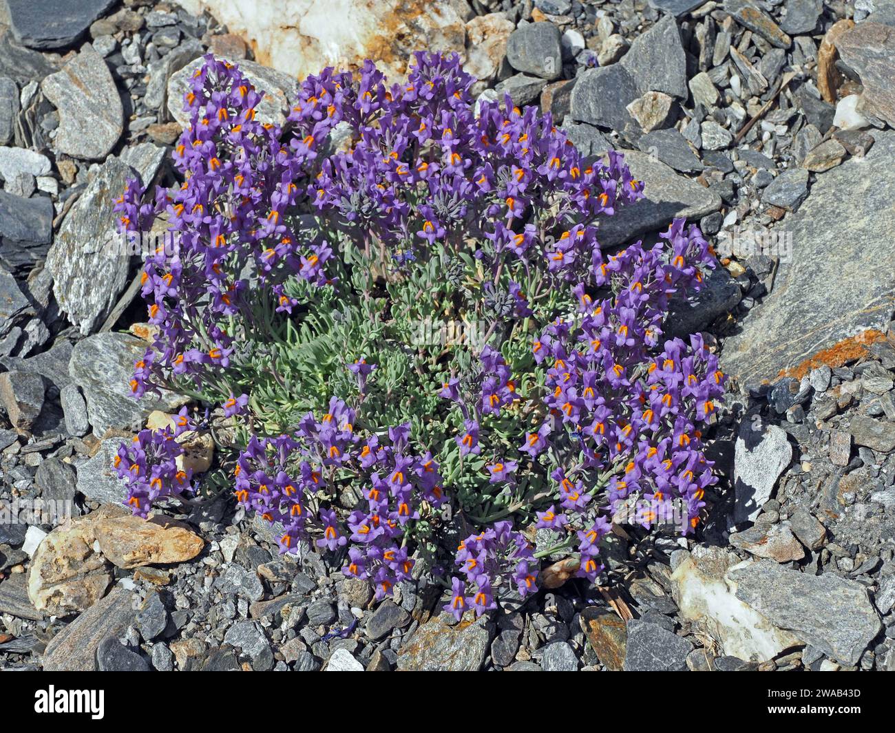 purple and orange flowers of Alpine Toadflax (Linaria alpina) growing ...