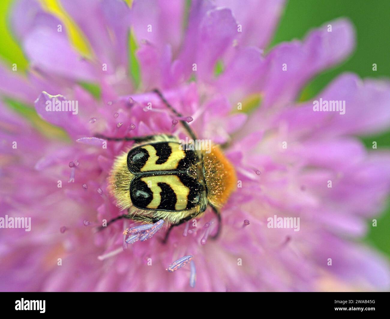 Eurasian Bee Beetle (Trichius fasciatus) or Paintbrush Beetle covered ...