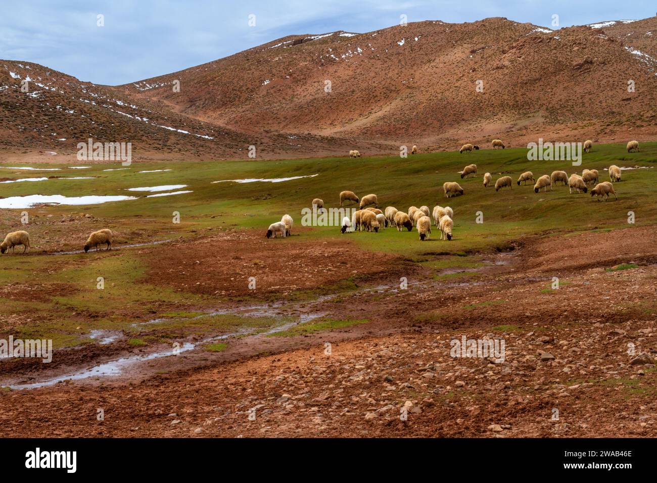 A flock of sheep (ovis aries )grazing on the plains of the Atlas ...