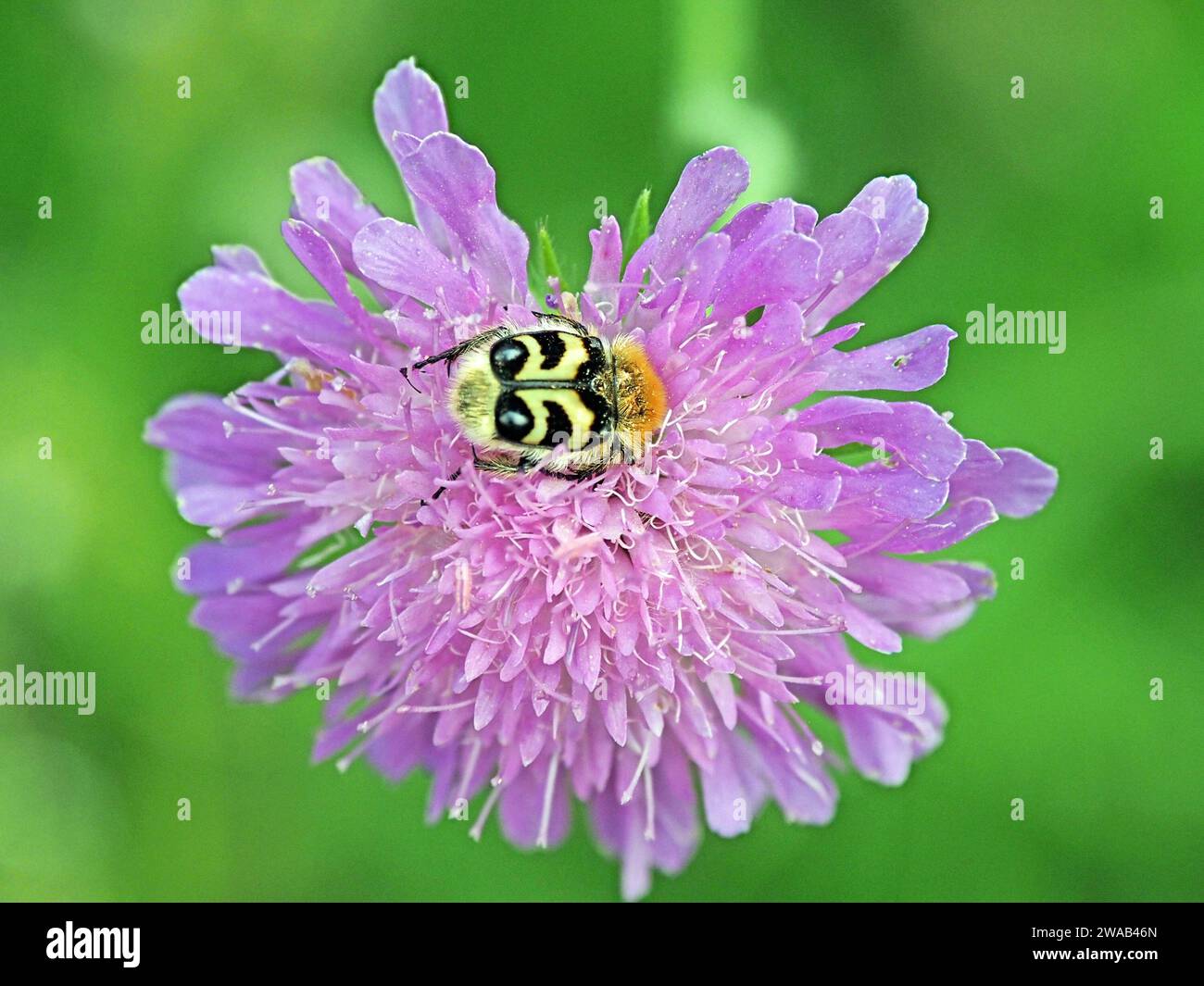 Eurasian Bee Beetle (Trichius fasciatus) or Paintbrush Beetle covered ...